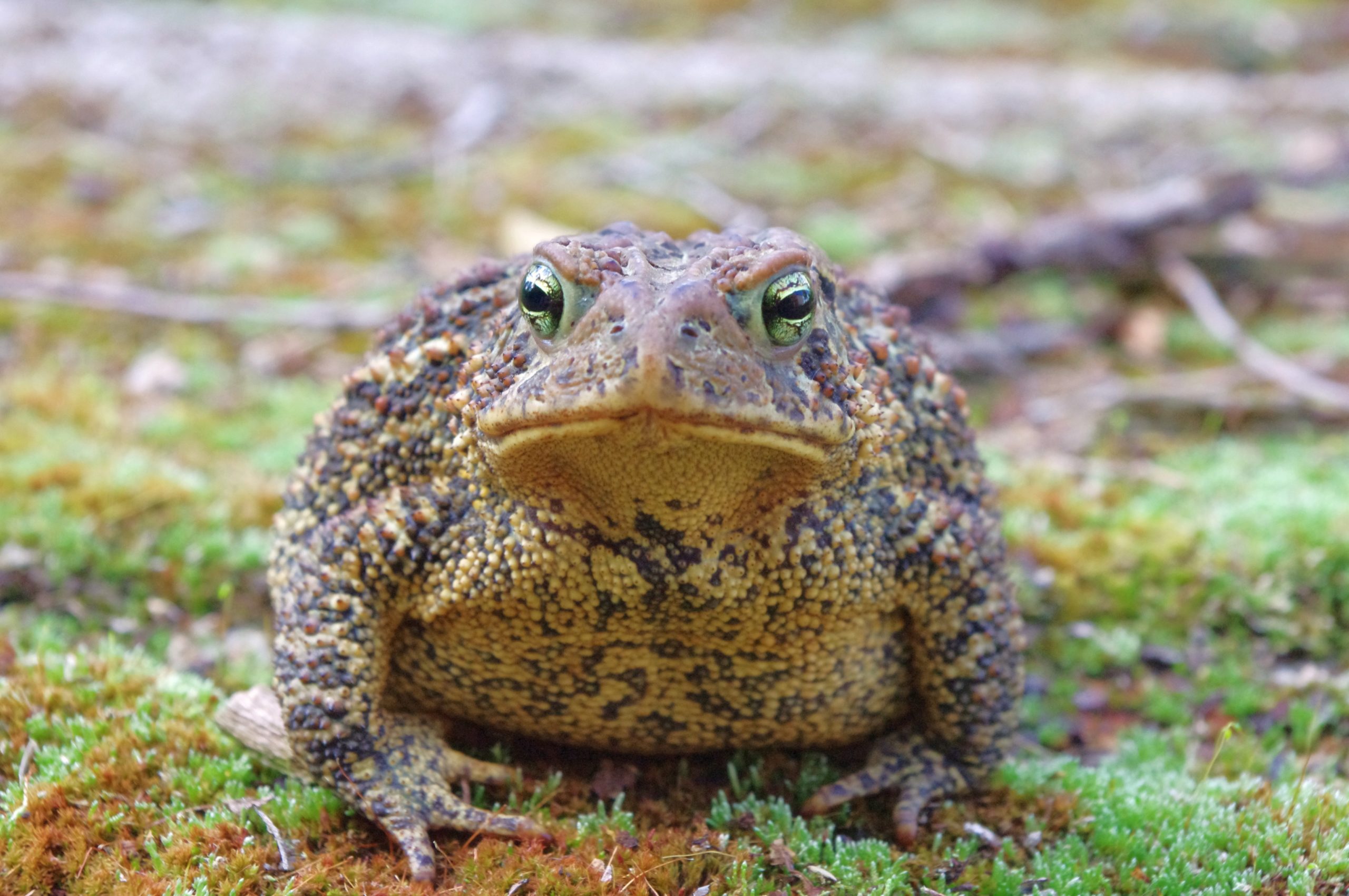 Les Amphibiens de Normandie - L’Agence normande de la biodiversité et ...