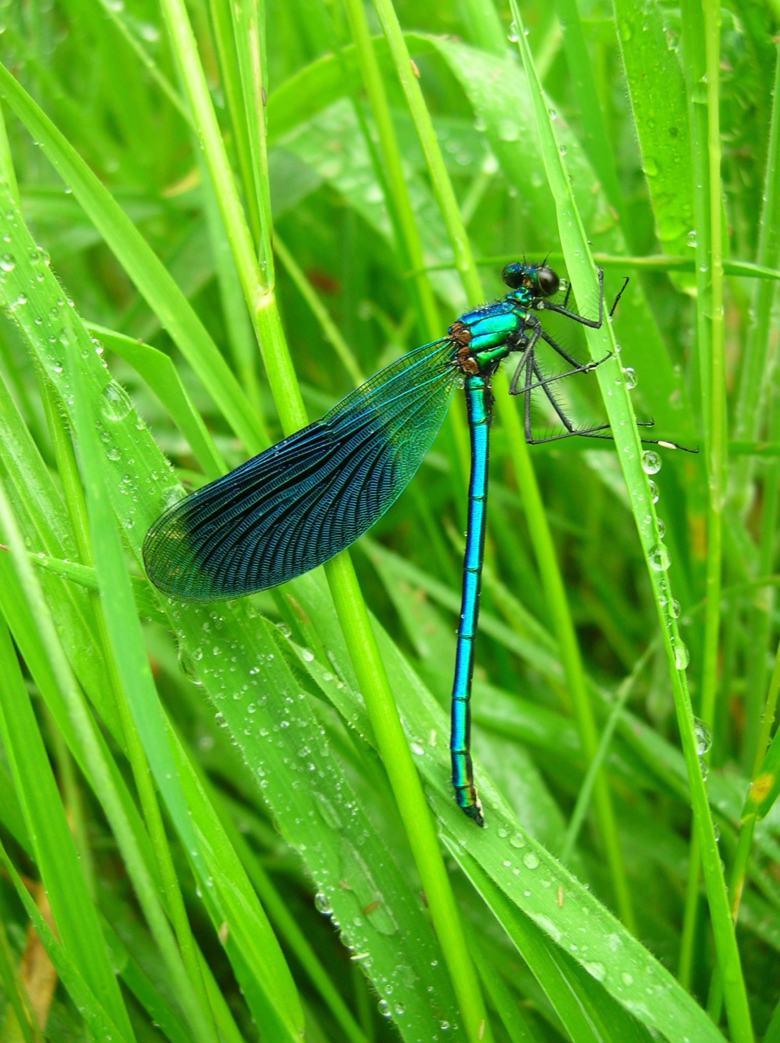 Les Odonates de Normandie - L’Agence normande de la biodiversité et du ...