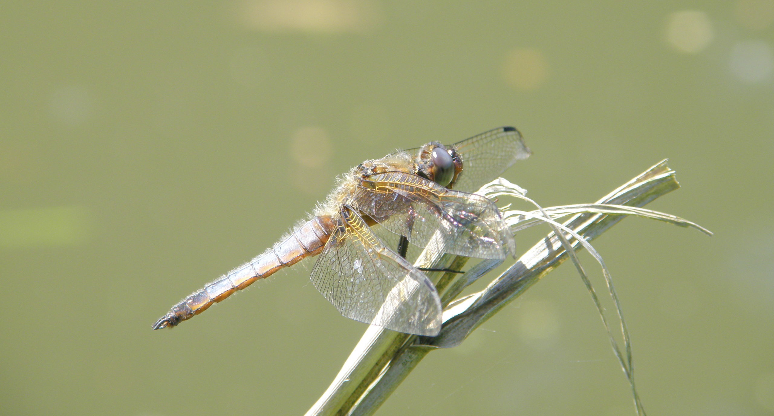 Les Odonates de Normandie - L’Agence normande de la biodiversité et du ...