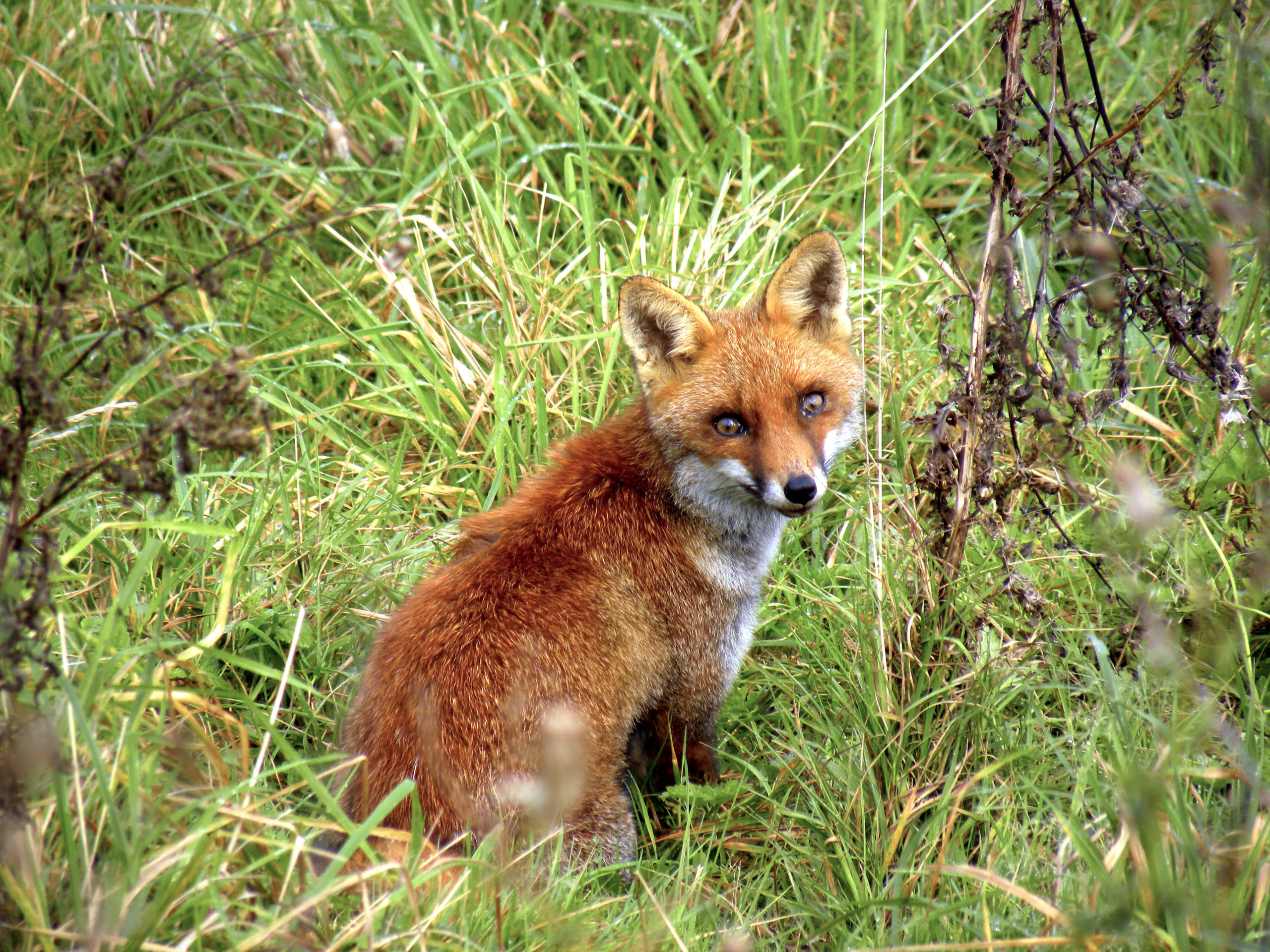 Les mammifères terrestres - L’Agence normande de la biodiversité et du ...
