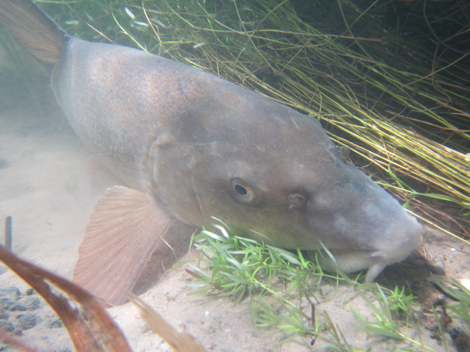 Les Poissons d'eau douce de Normandie - L’Agence normande de la ...