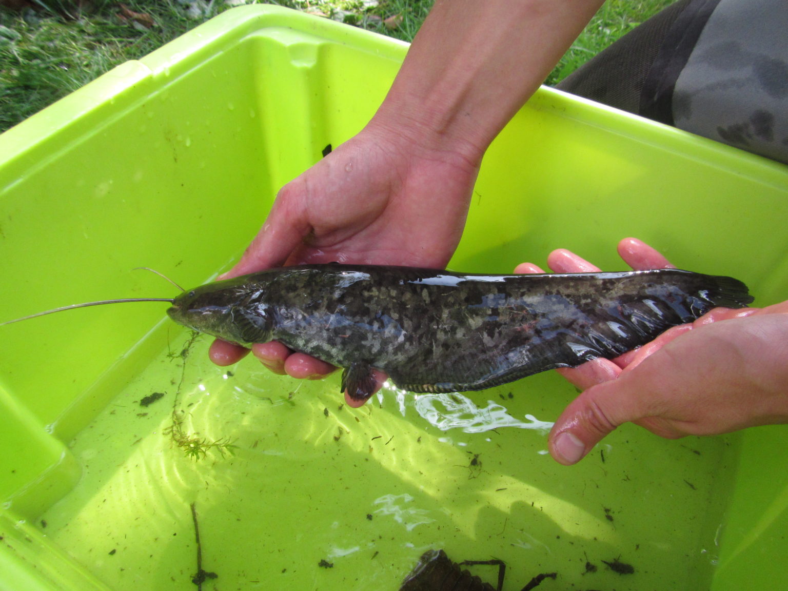Les Poissons d'eau douce de Normandie - L’Agence normande de la ...