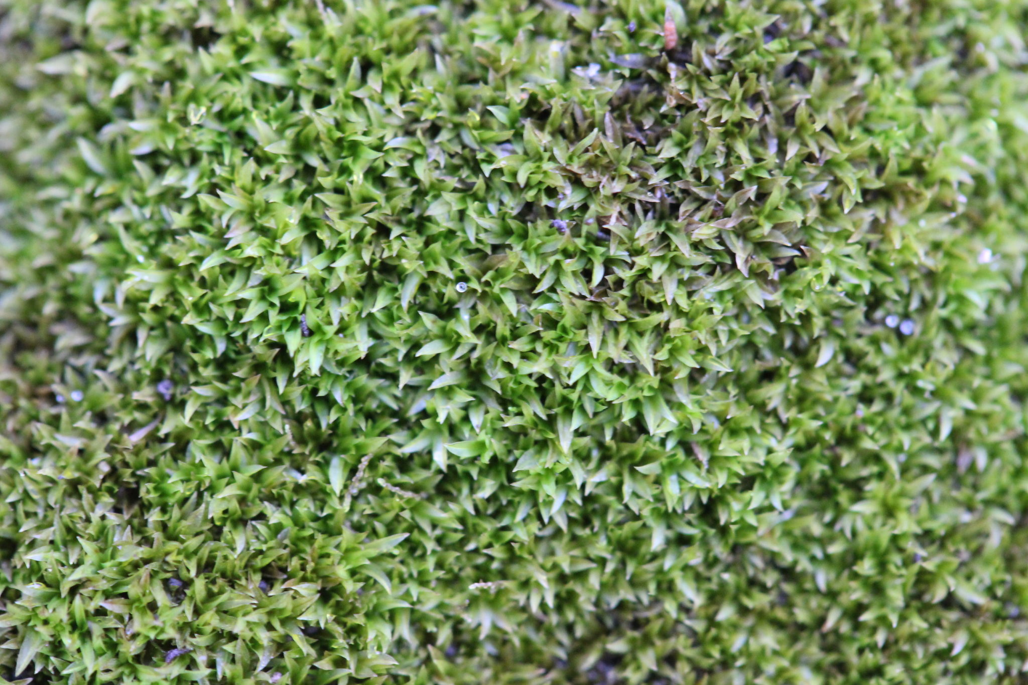 Les Bryophytes de Normandie - L’Agence normande de la biodiversité et ...