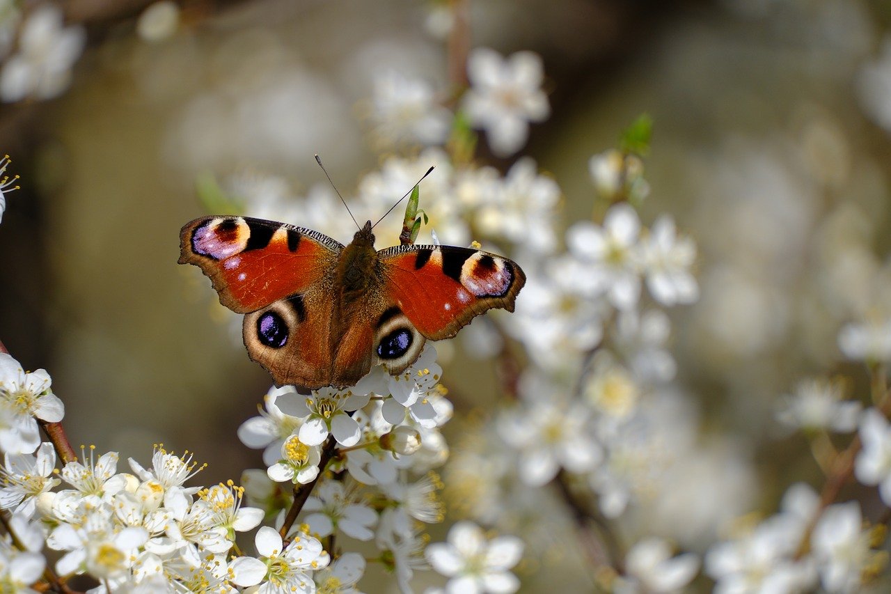 [Formation] Formation Protocole transect papillons de jours (OAB) - L ...
